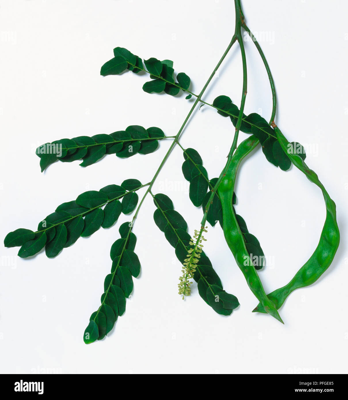 Adenanthera Pavonina High Resolution Stock Photography and Images - Alamy