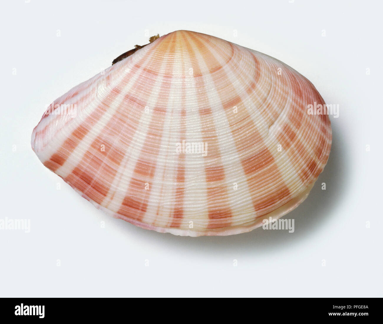Striped tellin shell (Tellina virgata Stock Photo - Alamy