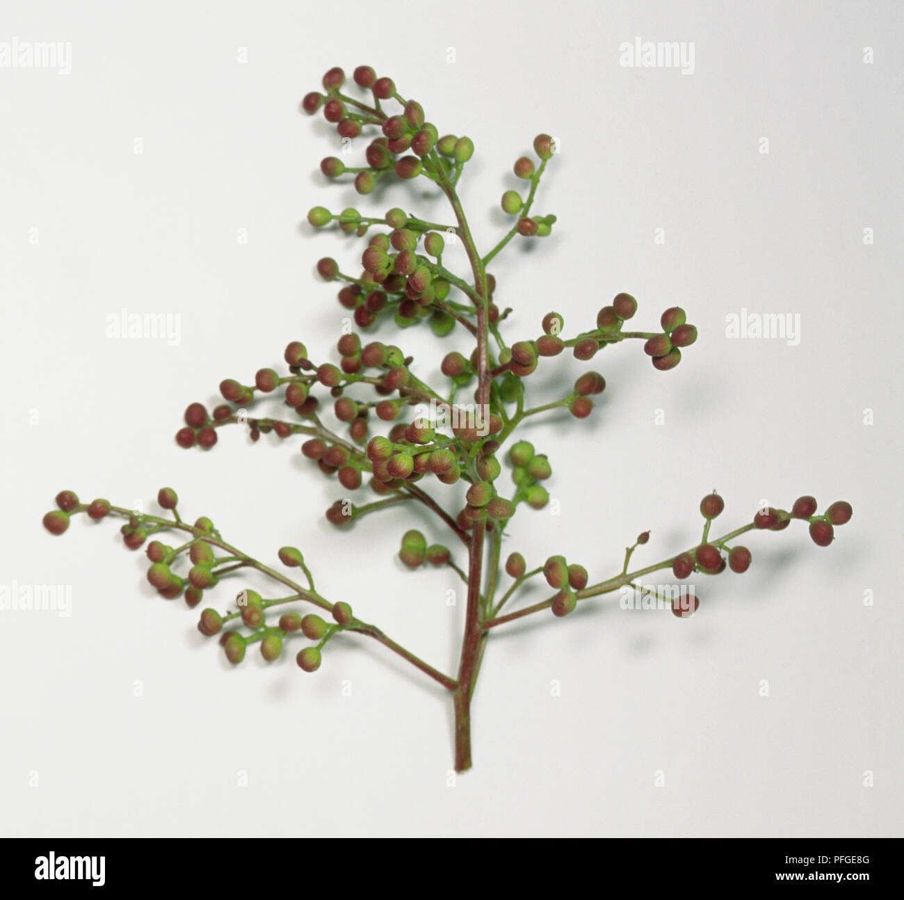 Terebinth tree hi-res stock photography and images - Alamy