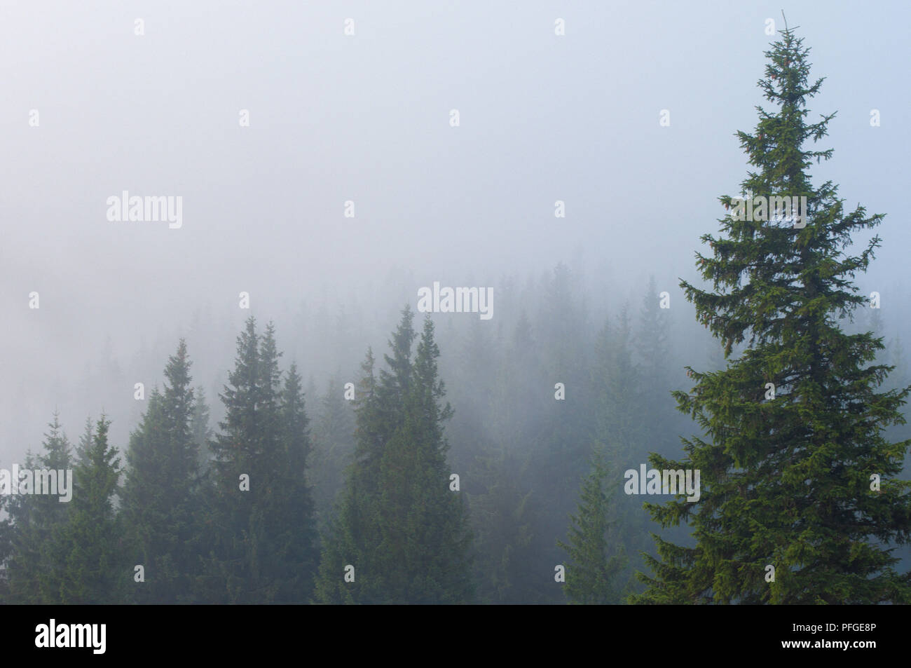 Fog pine hi-res stock photography and images - Alamy