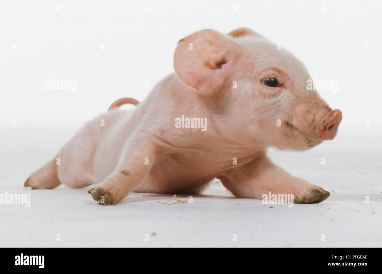 Swine reproduction hi-res stock photography and images - Alamy