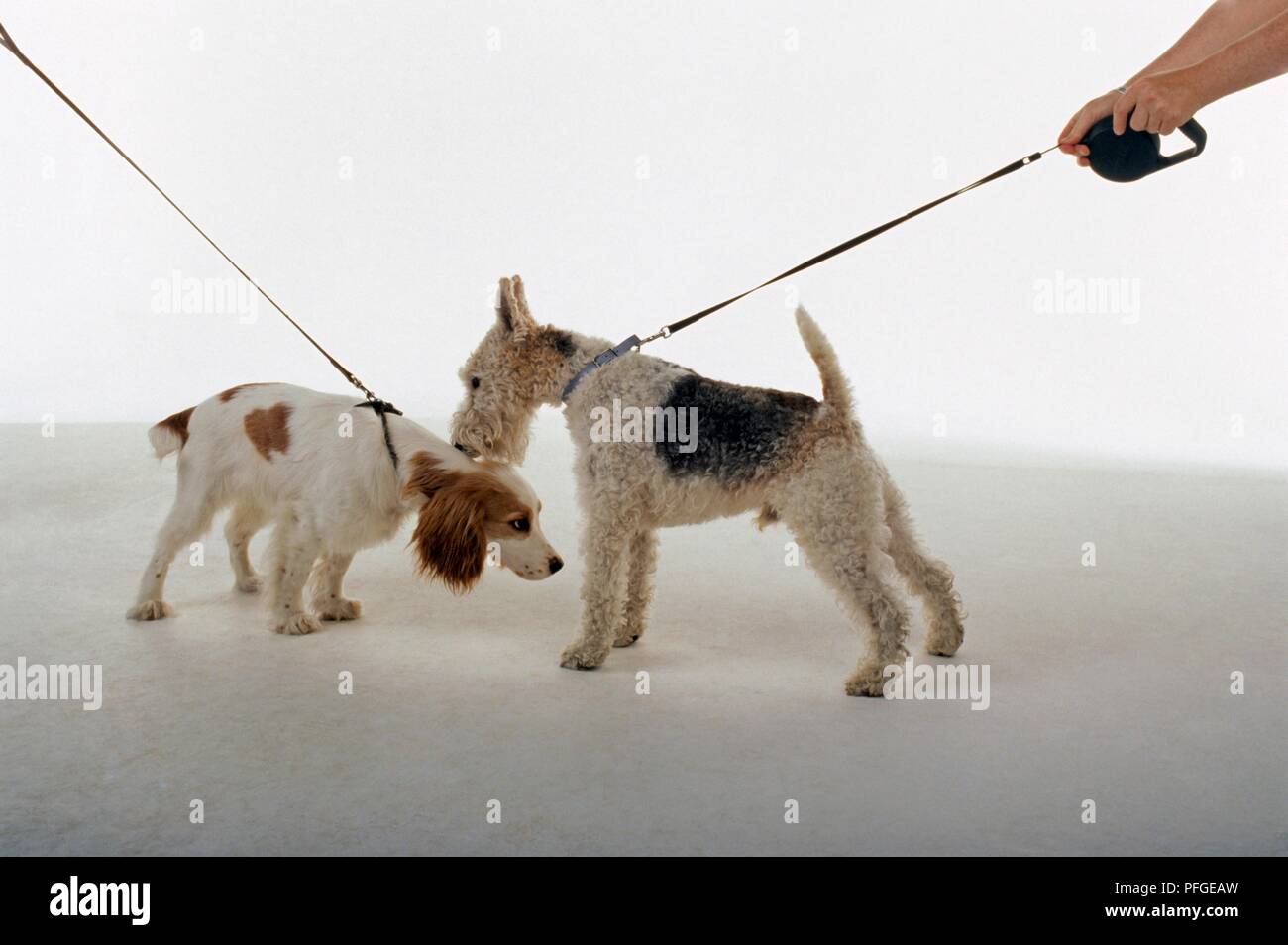 Two dogs on leads sniffing each other Stock Photo - Alamy