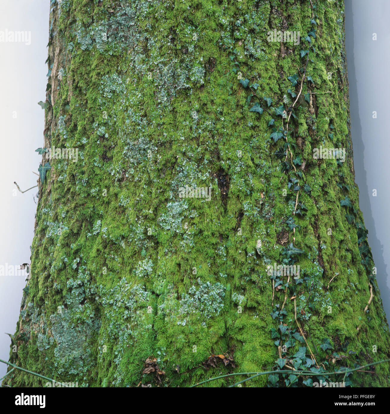 Tree bark covered in ivy, moss and lichen Stock Photo - Alamy