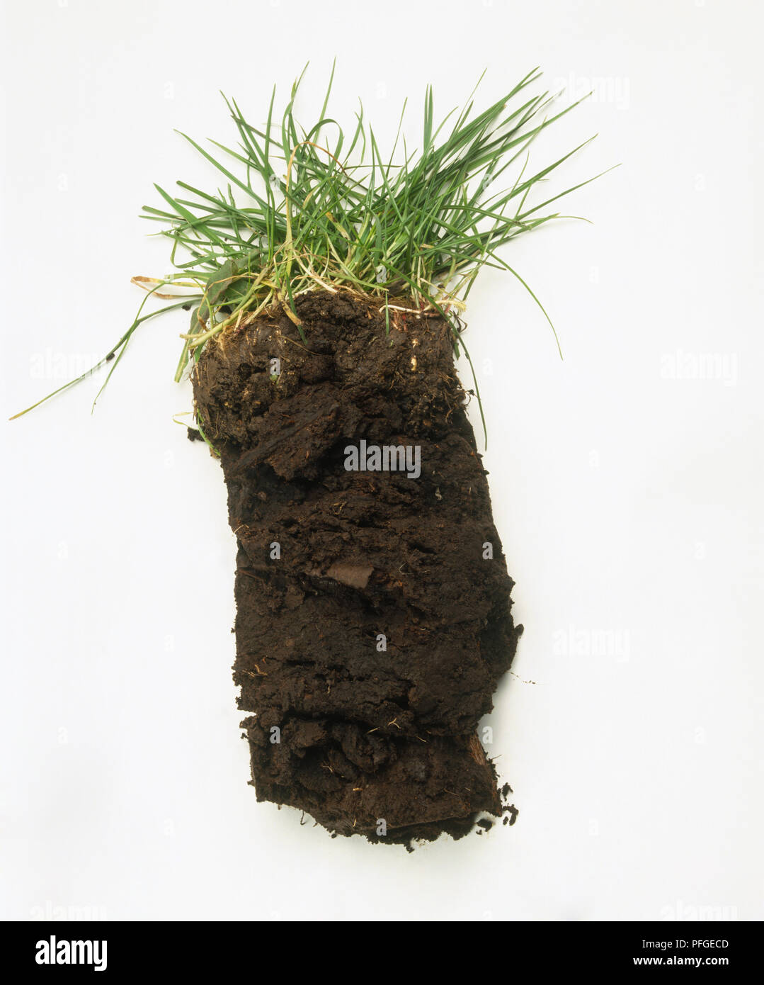 Peat sample, cross-section Stock Photo - Alamy