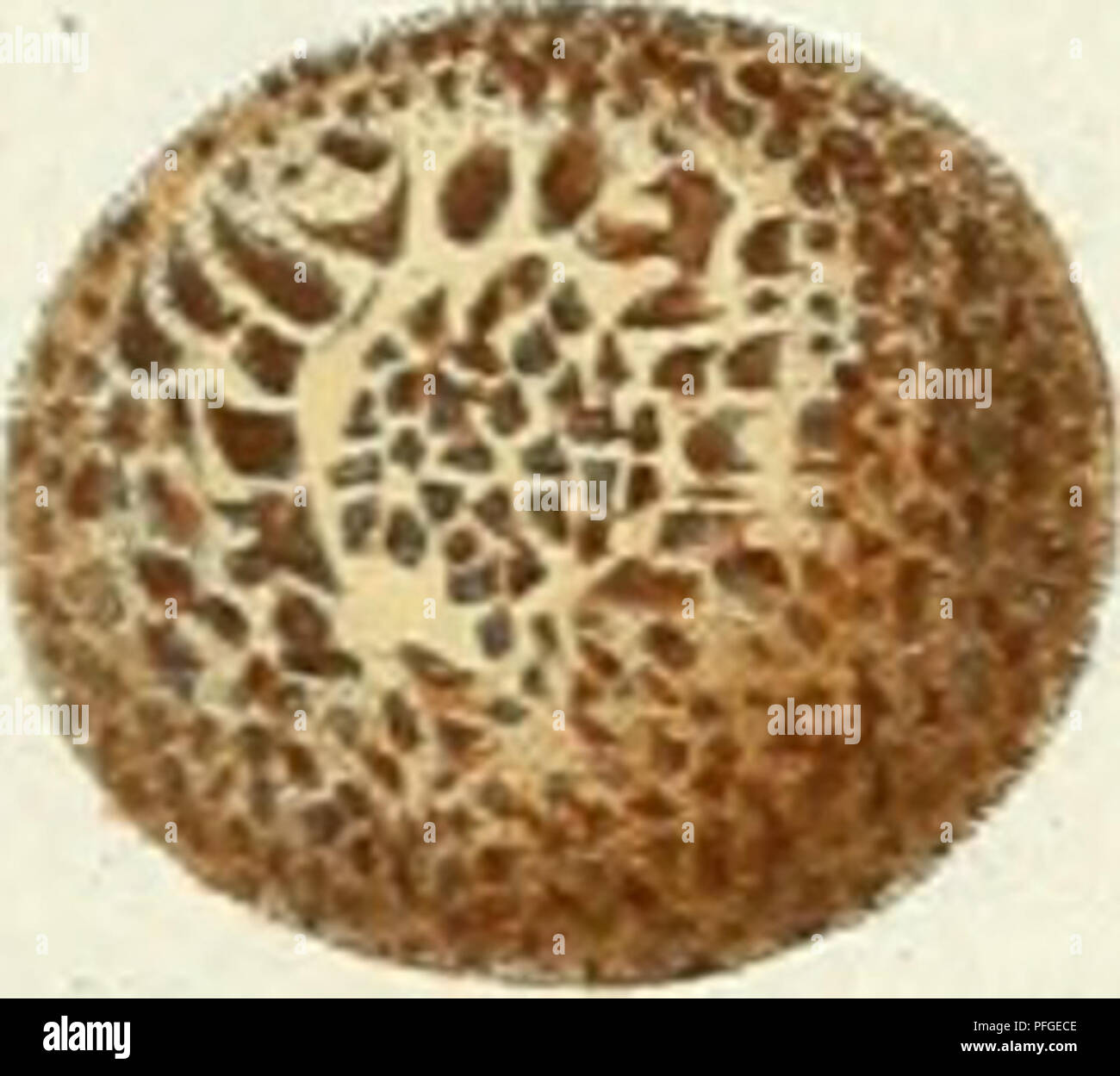 Understanding different mushroom types hi-res stock photography and ...