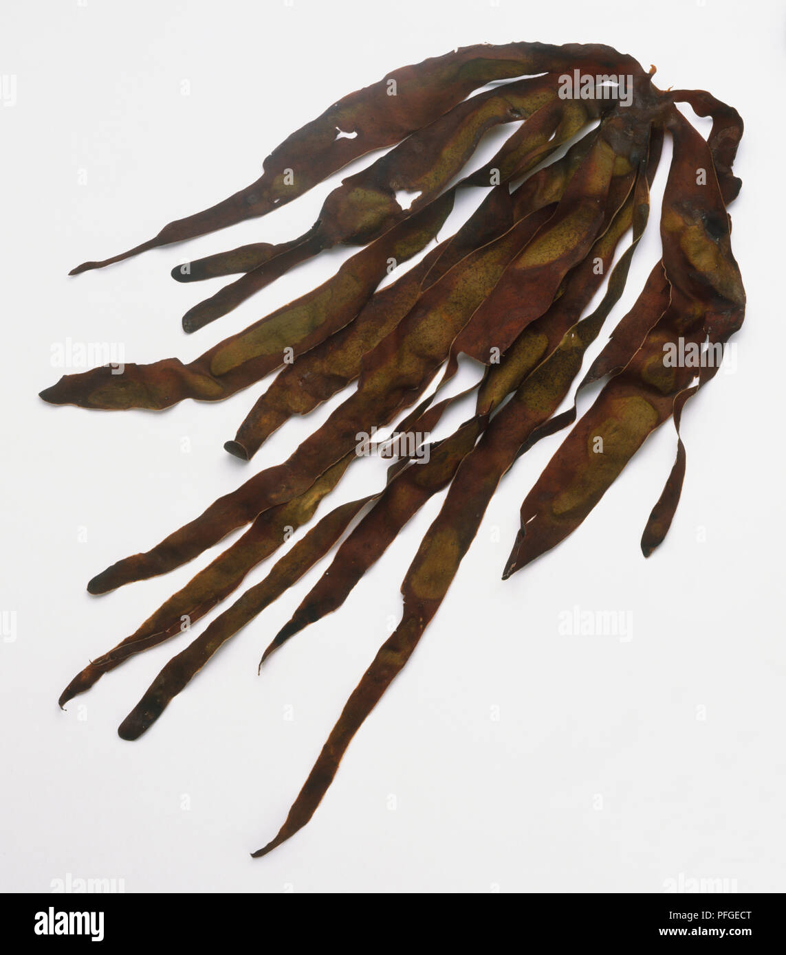 Kelp strand hi-res stock photography and images - Alamy