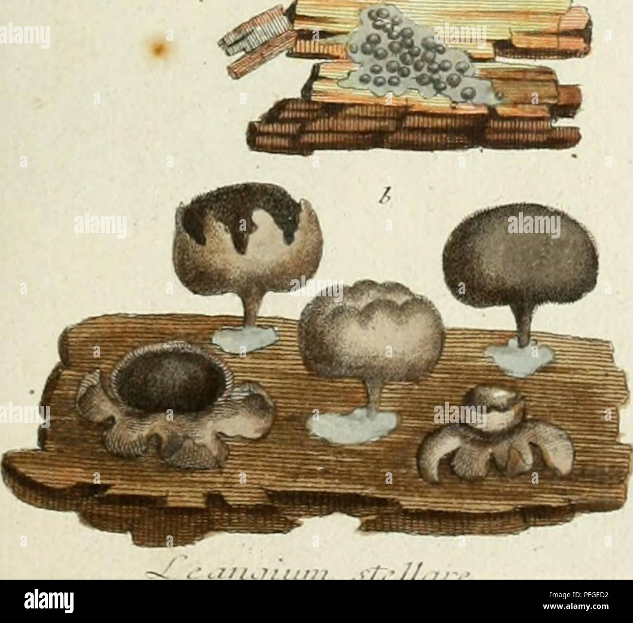 This work explores the classification of fungi and mushrooms, providing ...