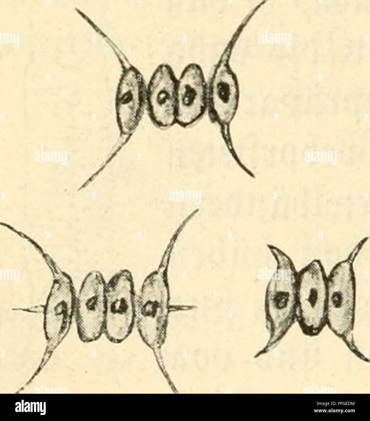 . Das süsswasser-plankton; einführung in die freischwebende ...