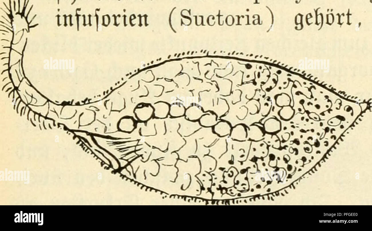 This work introduces the freshwater plankton ecosystem found in lakes ...