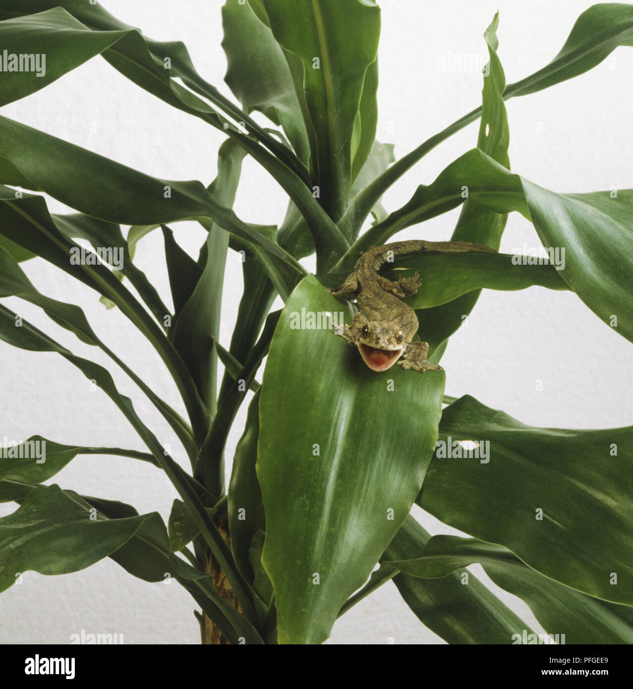 Flying gecko hi-res stock photography and images - Alamy