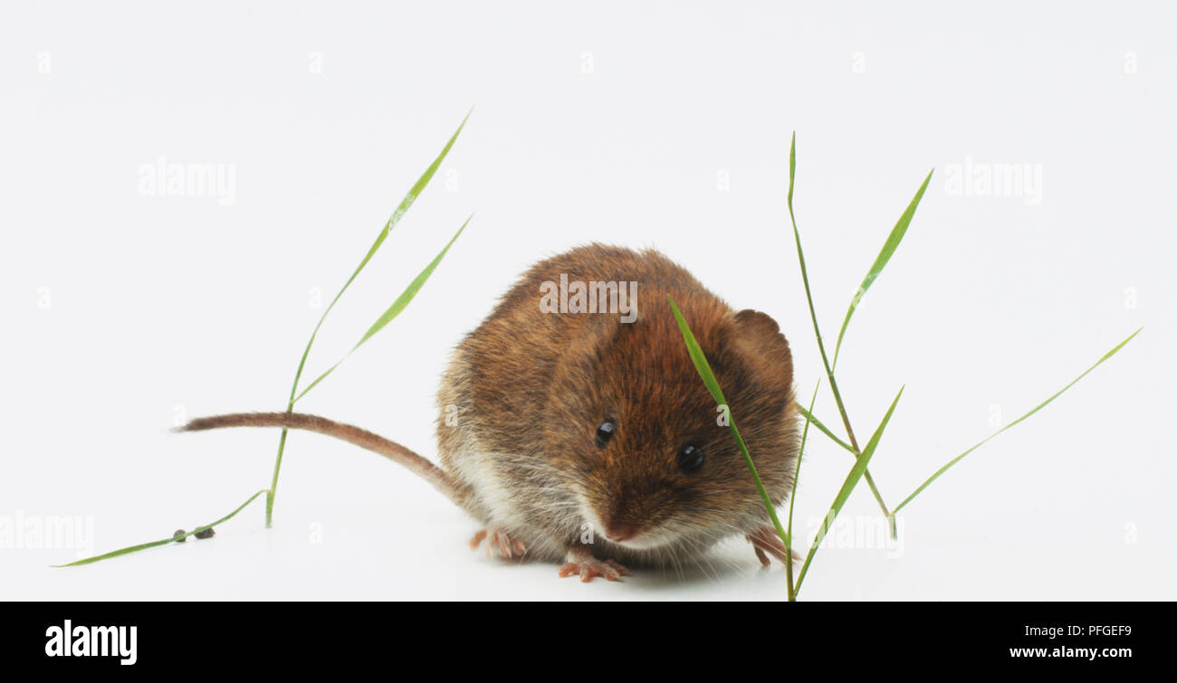 Common Vole (Microtus arvalis), front view Stock Photo - Alamy