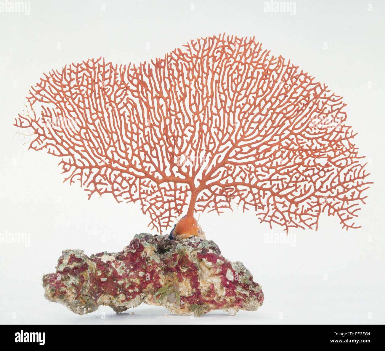 White gorgonian sea fan hi-res stock photography and images - Alamy