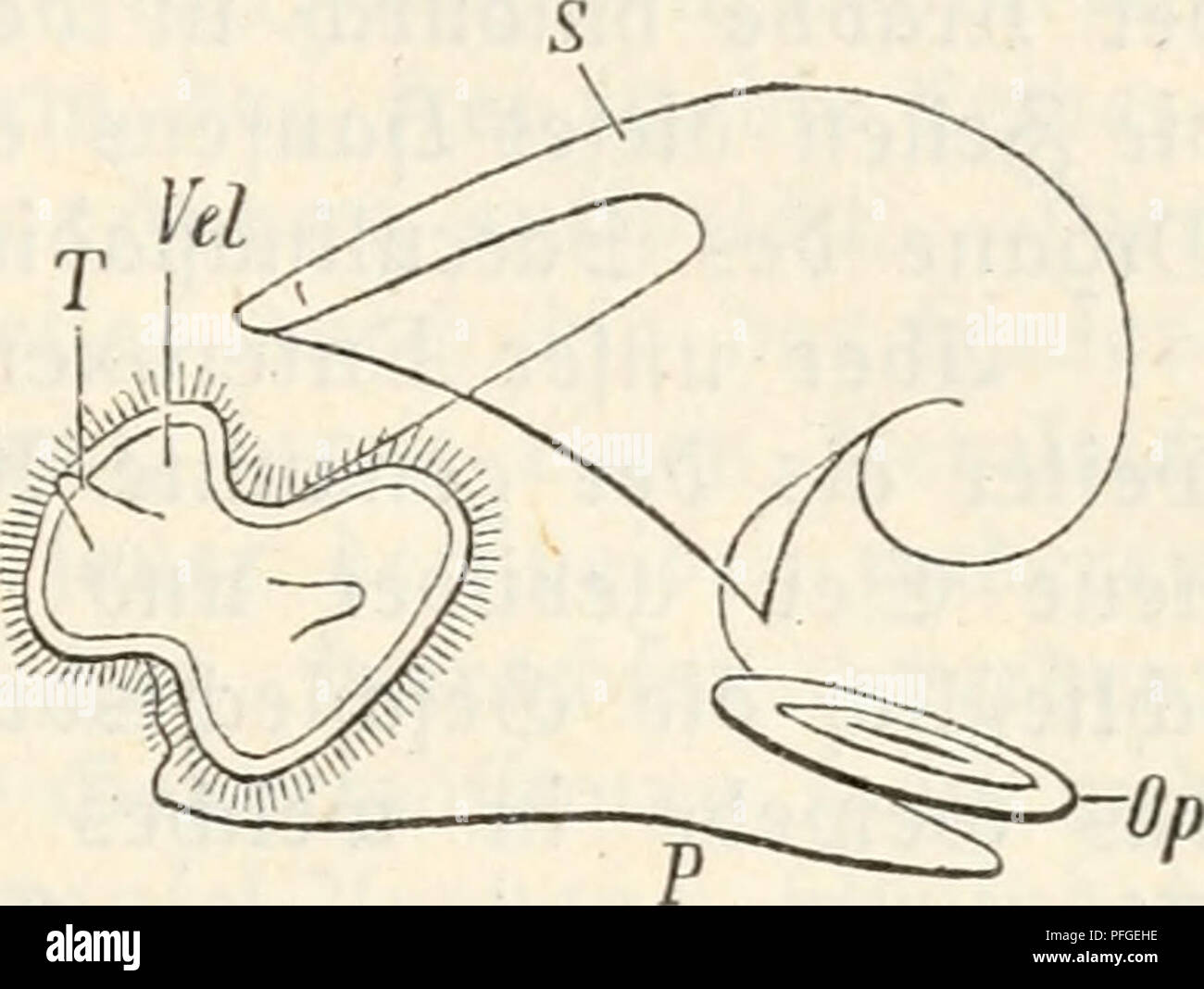 Entoconcha hi-res stock photography and images - Alamy