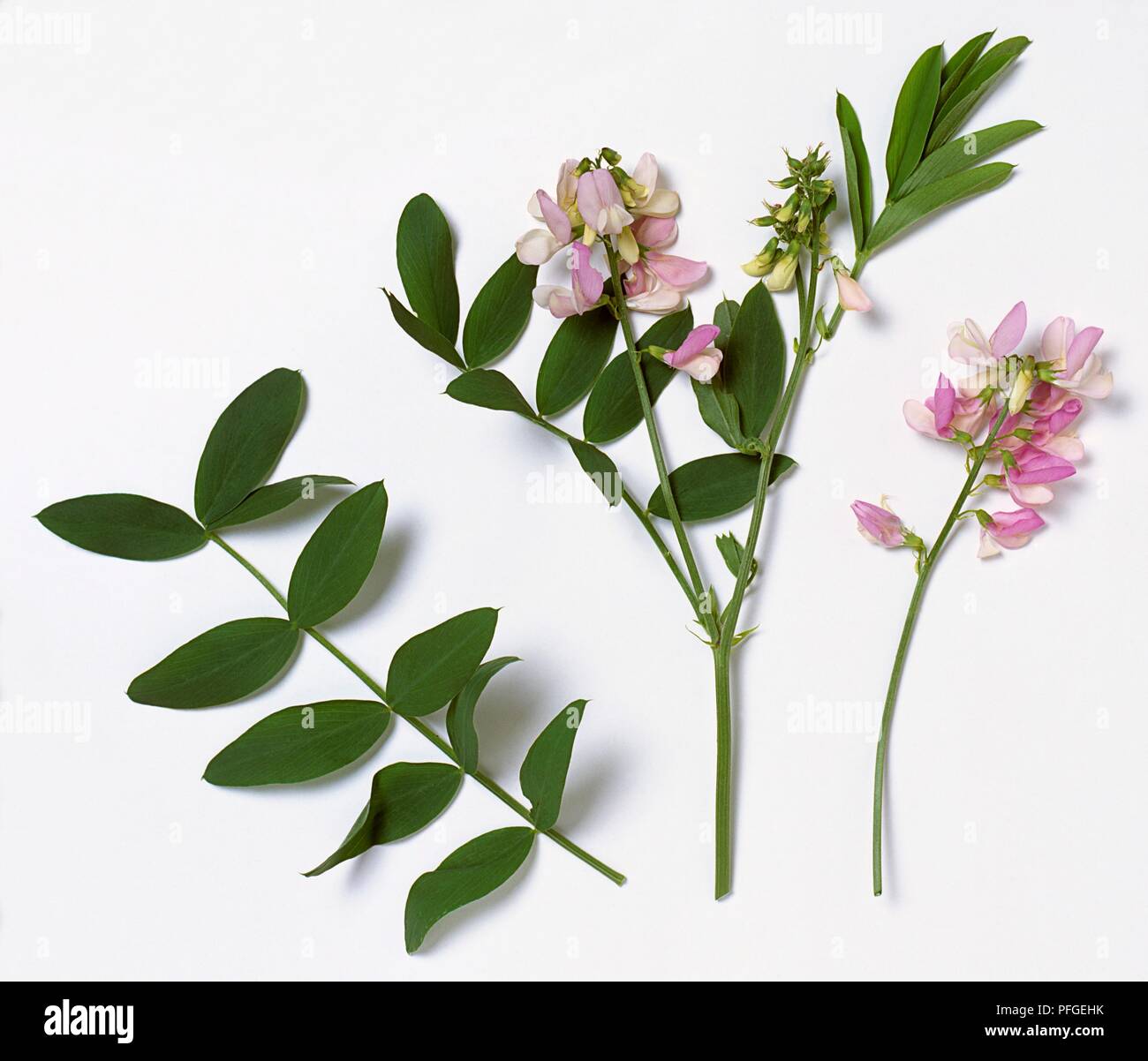 Galega officinalis (Goat's rue), stems with leaves and purple-pink ...