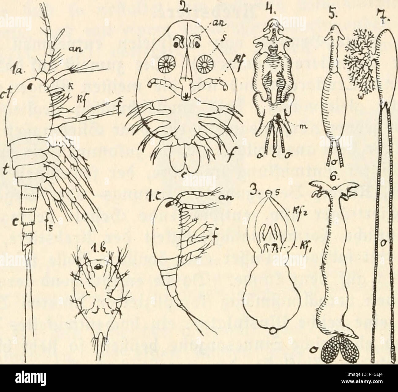 This work delves into the significance of parasitism in the animal ...