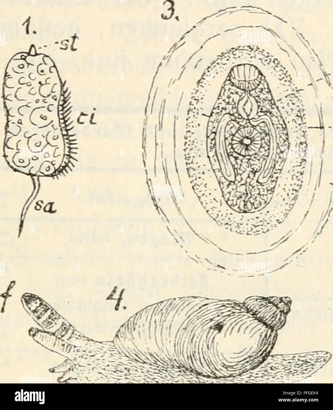 This work explores parasitism in the animal kingdom and its ...