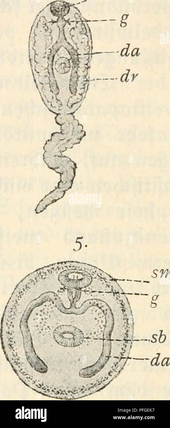 This text addresses parasitism in the animal kingdom, focusing on the ...
