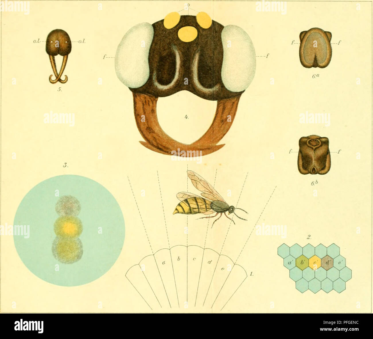 This work by Auguste Forel delves into insect psychology, focusing on ...
