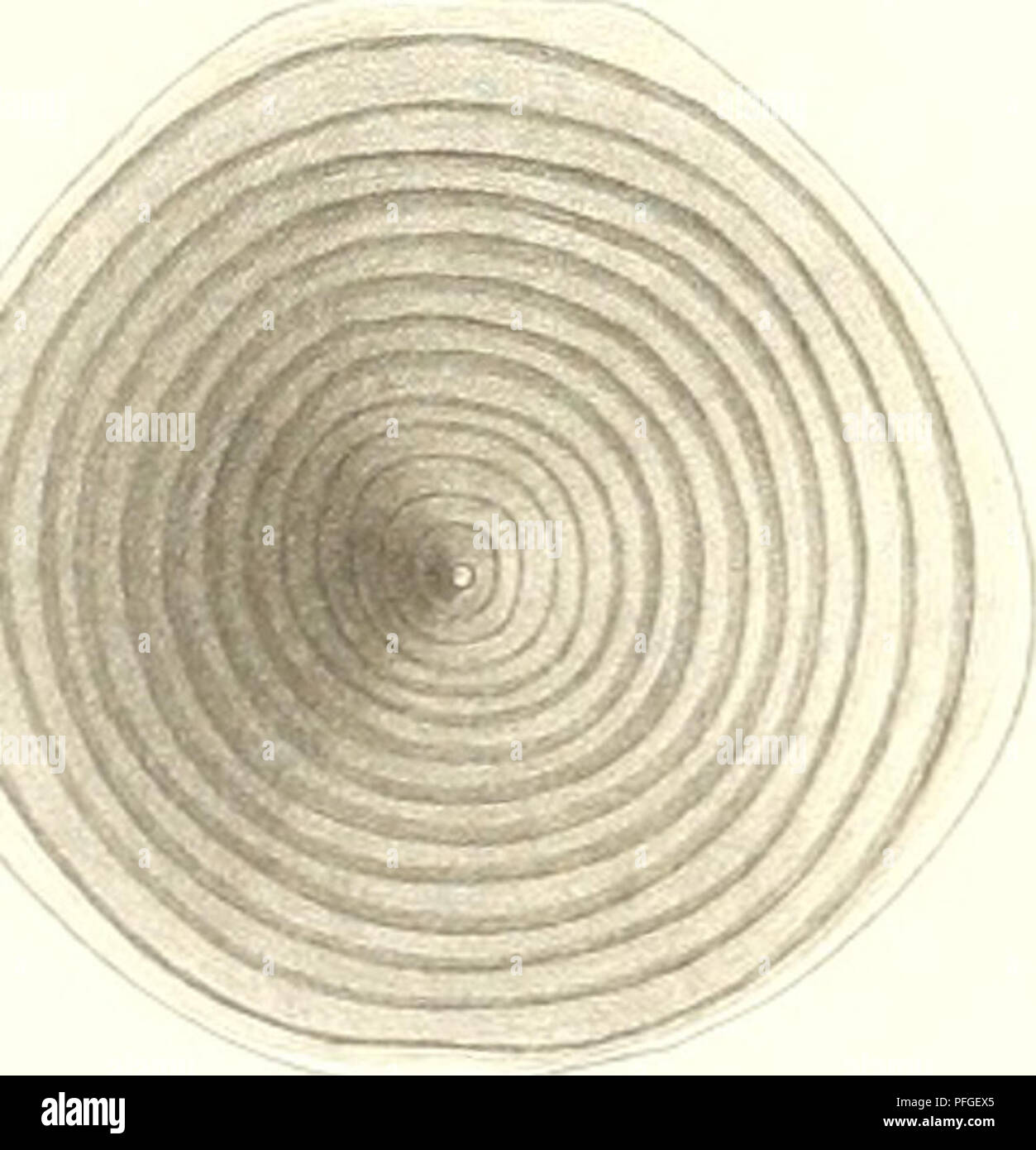 This study explores the natural system of Elasmobranchii (sharks, rays ...