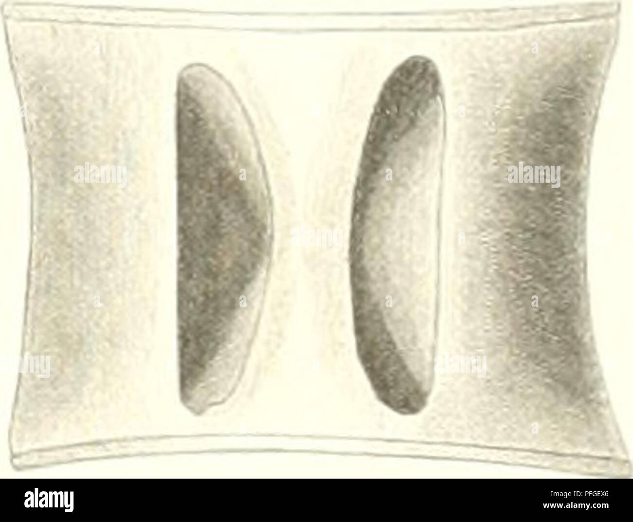 This work by Karl Hasse discusses the natural classification of ...