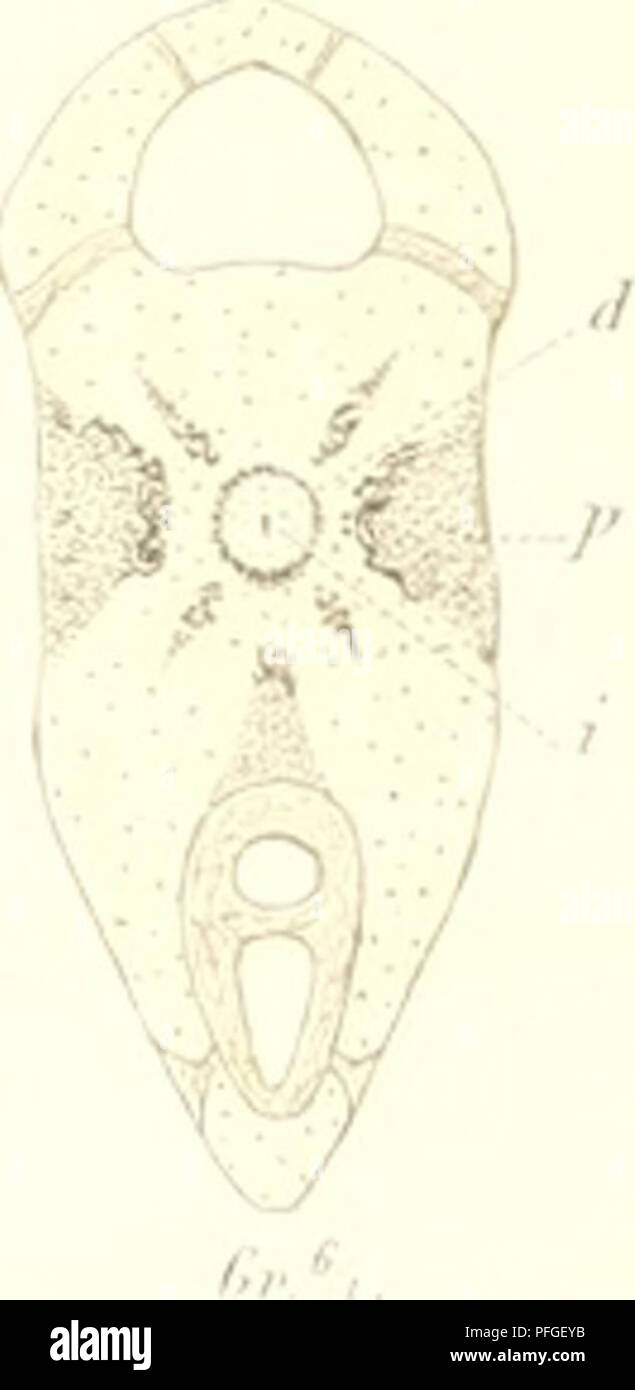 Karl Hasse's study examines the natural system of Elasmobranchii ...