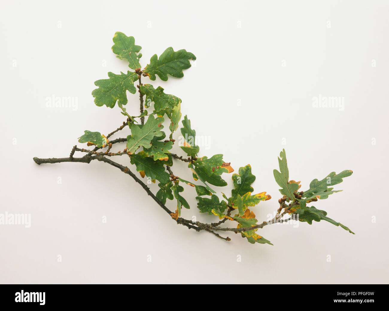 Oaks quercus sp hi-res stock photography and images - Alamy