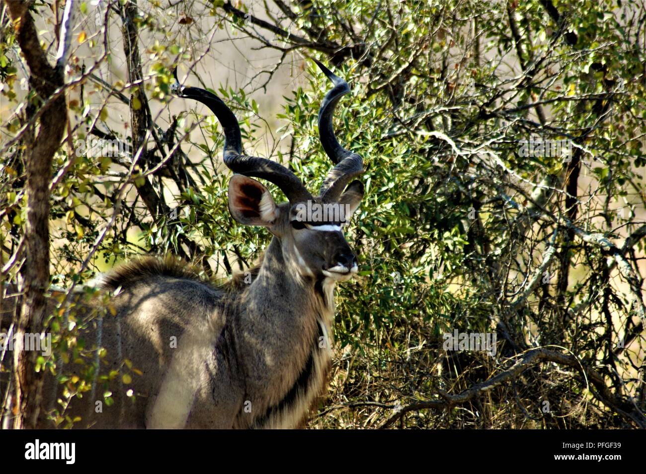 Mighty kudu hi-res stock photography and images - Alamy