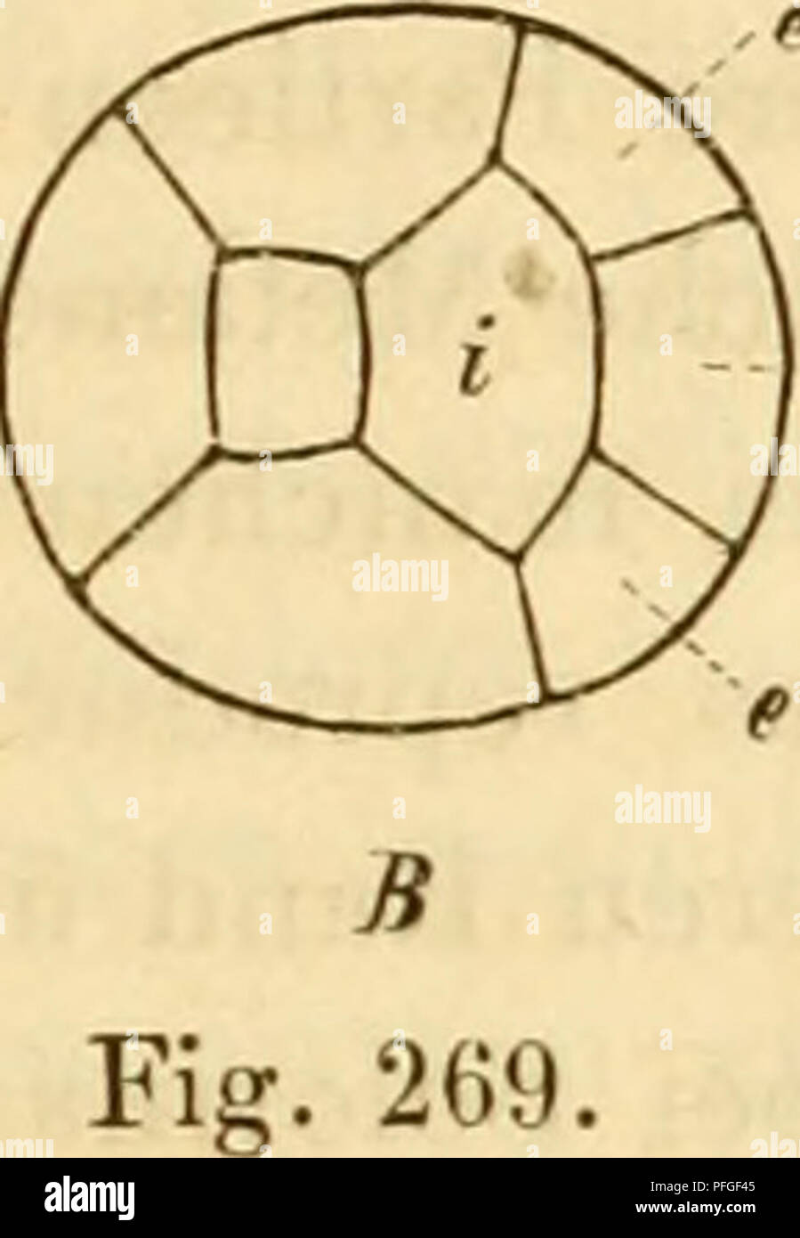 This work on microscopes explores cellular structures, specifically ...