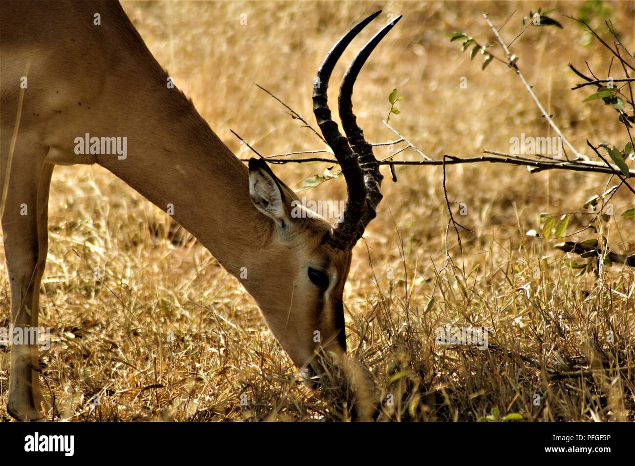 Impala eating grass hi-res stock photography and images - Alamy