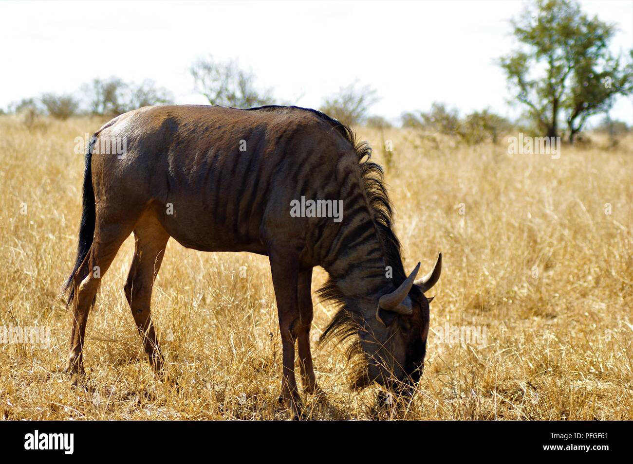 Blue wilde beast hi-res stock photography and images - Alamy