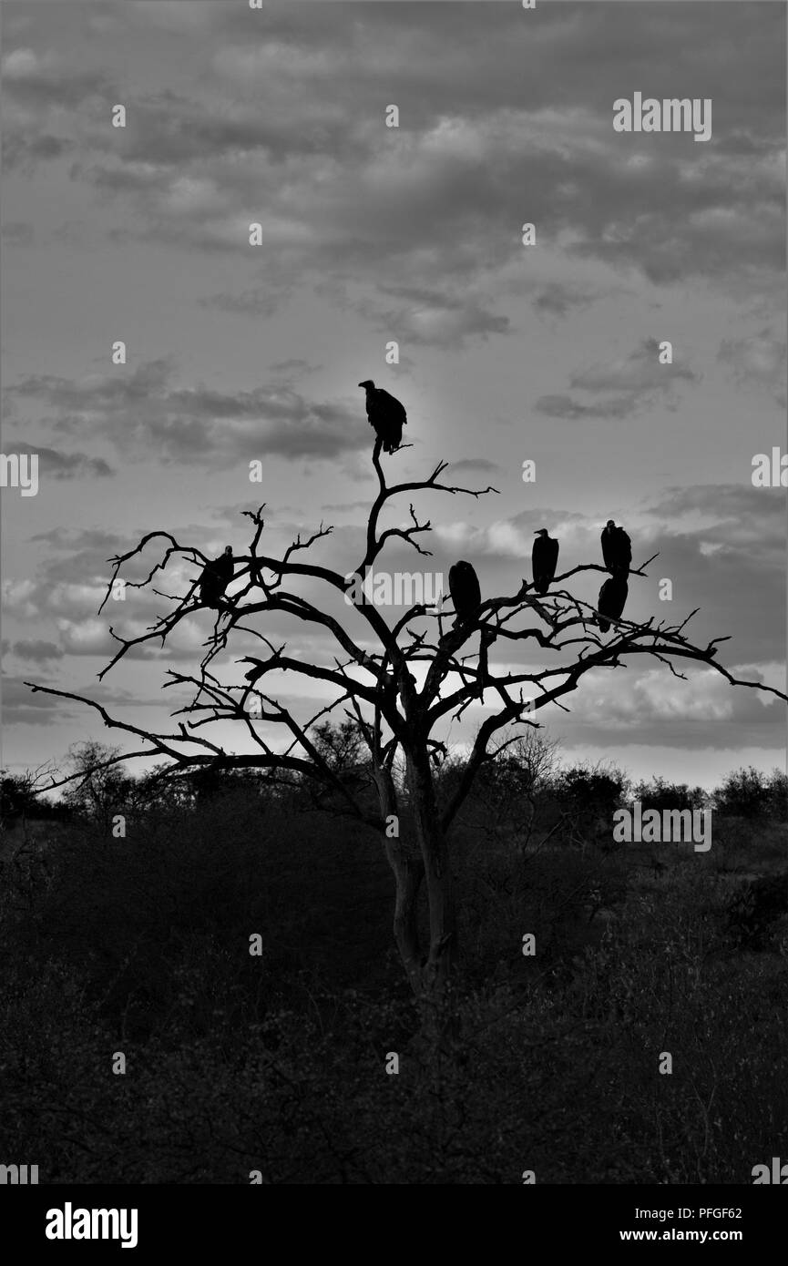 Typical vultures hi-res stock photography and images - Alamy