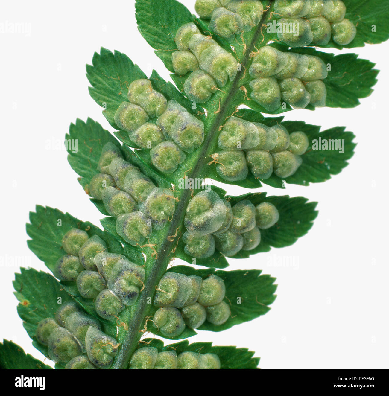 Fern Pinnule showing abundance of individual sori Stock Photo - Alamy