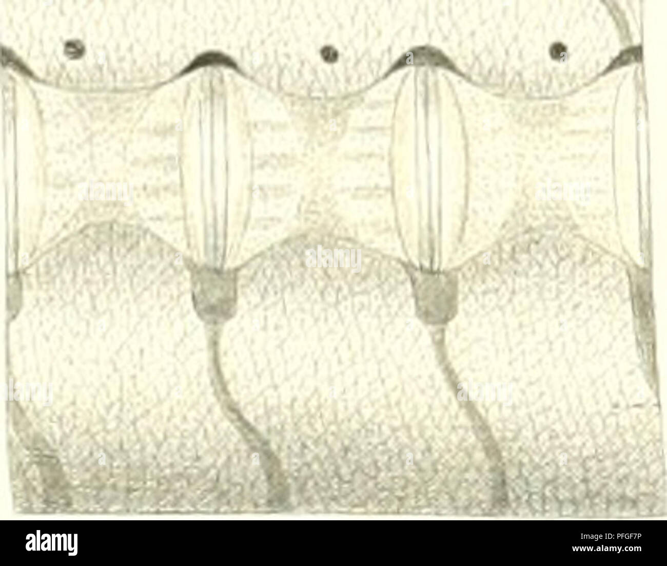 This study examines the natural system of Elasmobranchii (cartilaginous ...