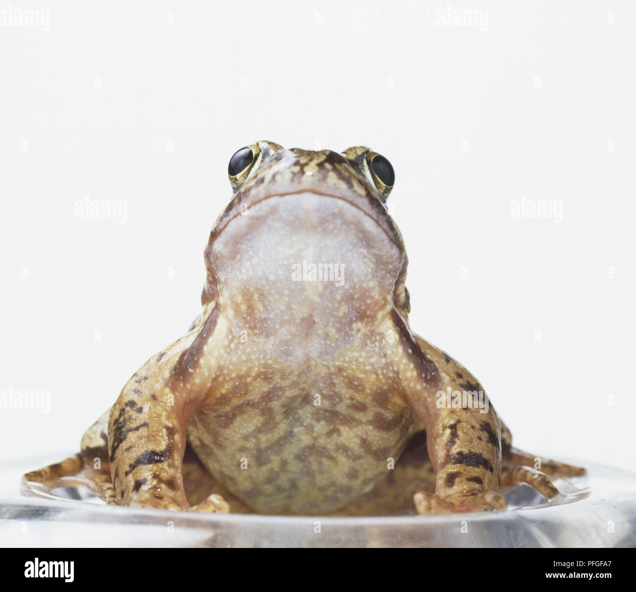 Frog anatomy hi-res stock photography and images - Alamy