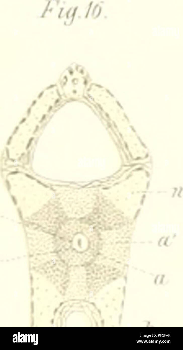 This study examines the natural system of Elasmobranchii (cartilaginous ...