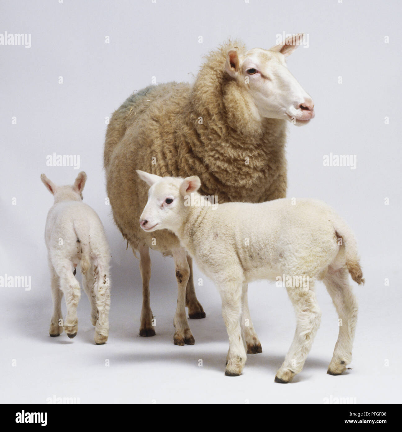 Two lambs standing around mother sheep (Ovis aries), one facing away ...