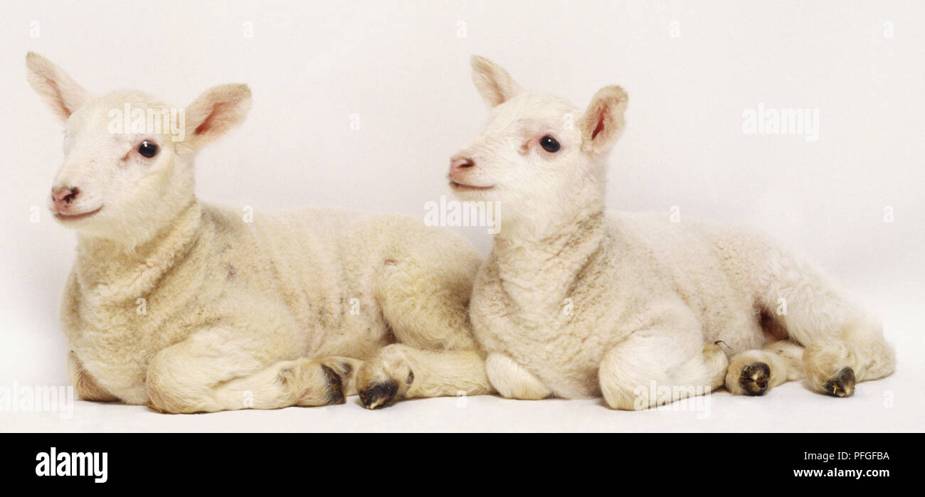 Two lambs (Ovis aries) lying together, side view Stock Photo - Alamy