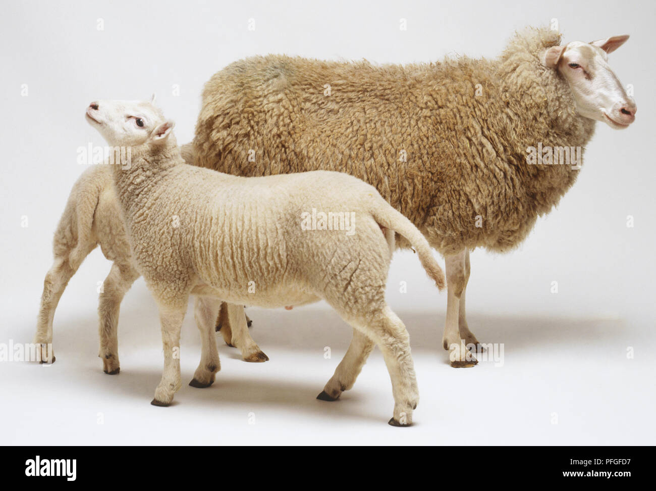 Two lambs walking around back of mother sheep (Ovis aries), side view ...