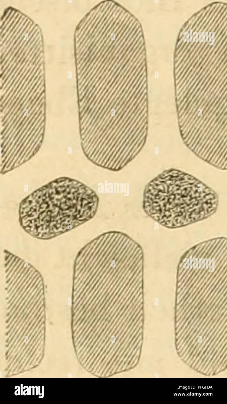 Cellulose analysis hi-res stock photography and images - Alamy