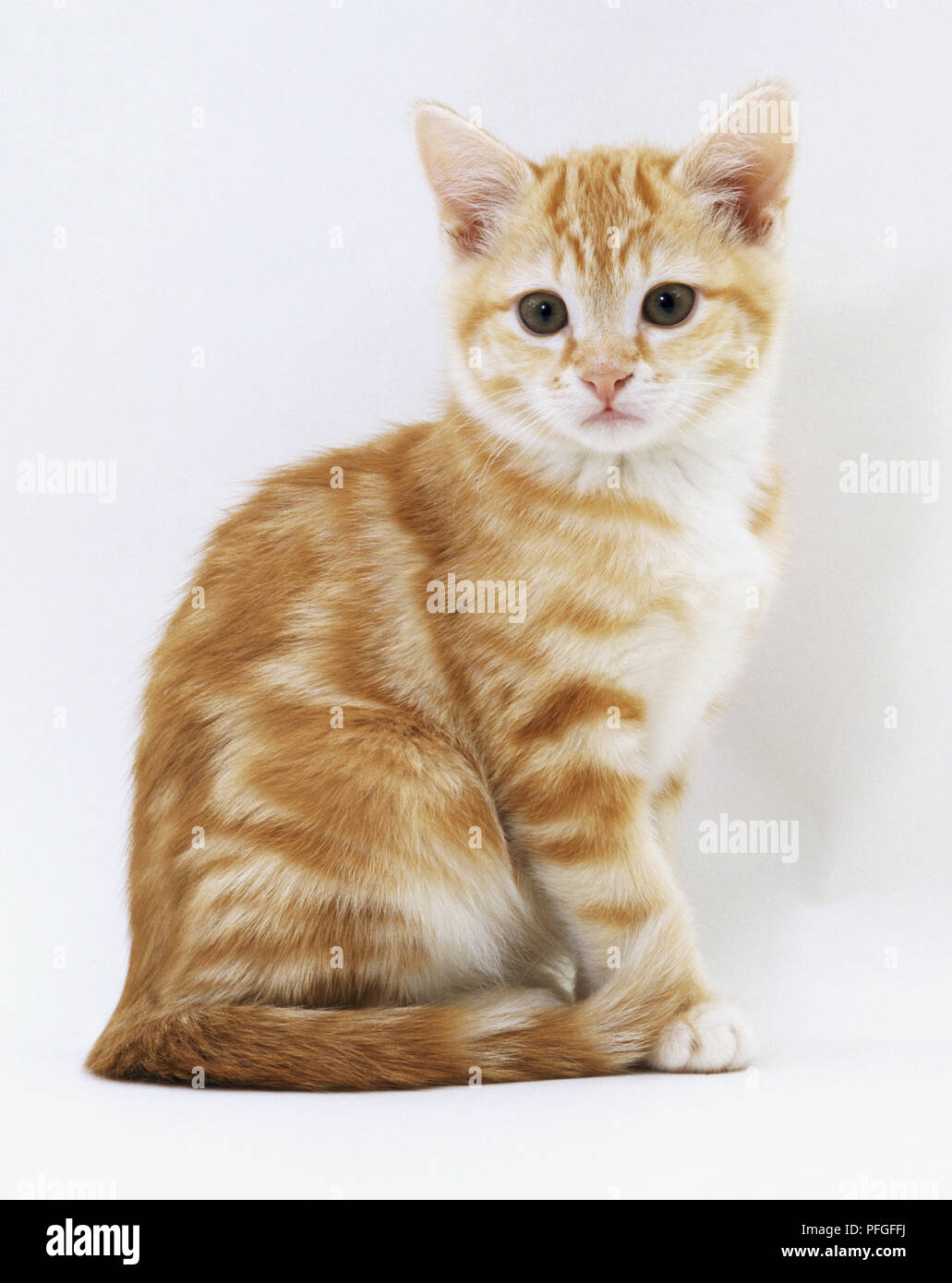 Ginger and white kitten (Felis catus) sitting facing front, side view ...