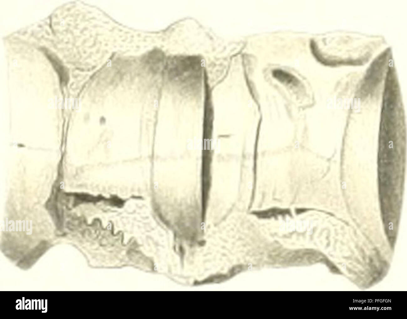 This morphological and paleontological study of Elasmobranchii ...