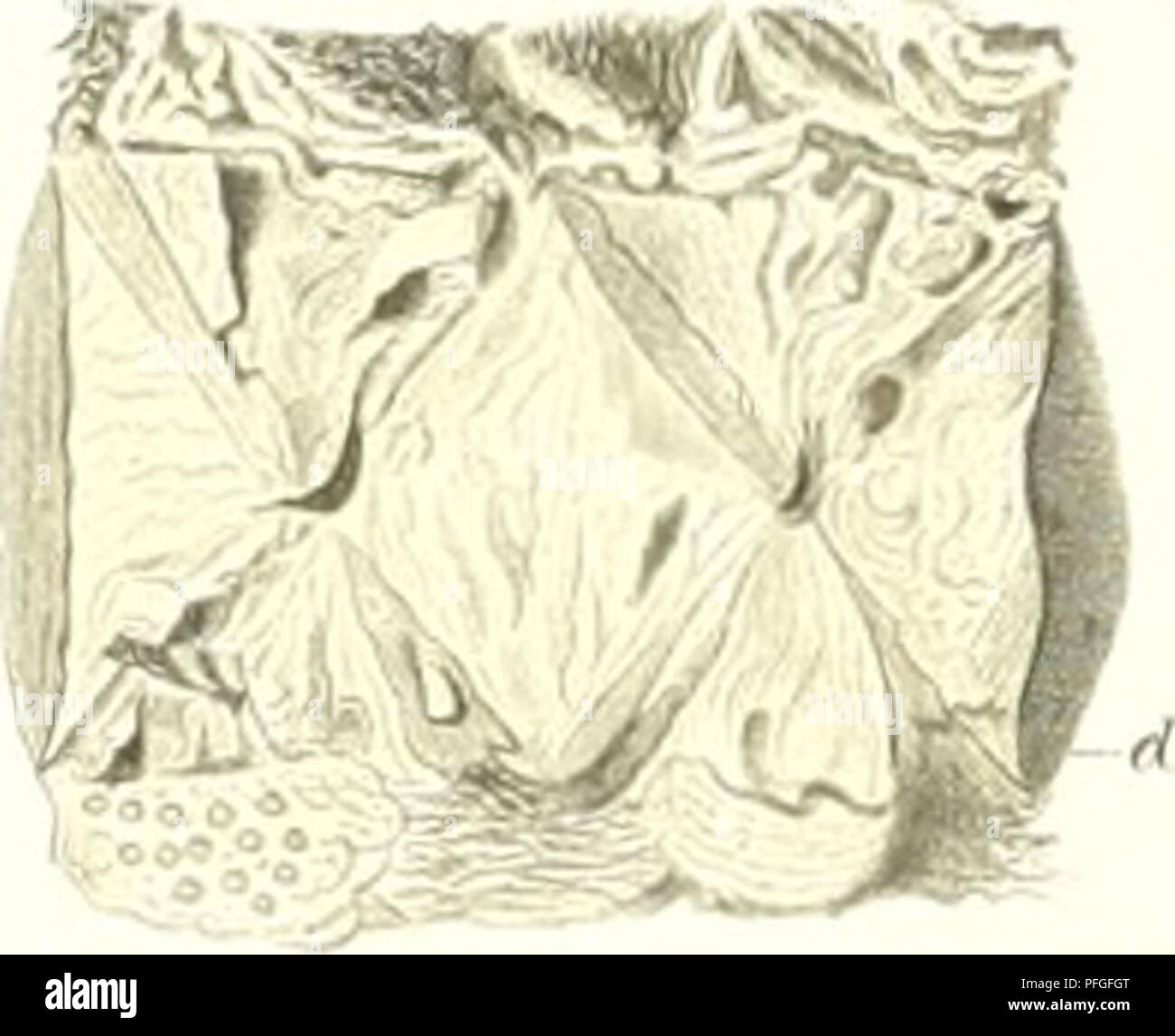 This study examines the natural system of Elasmobranchii, focusing on ...