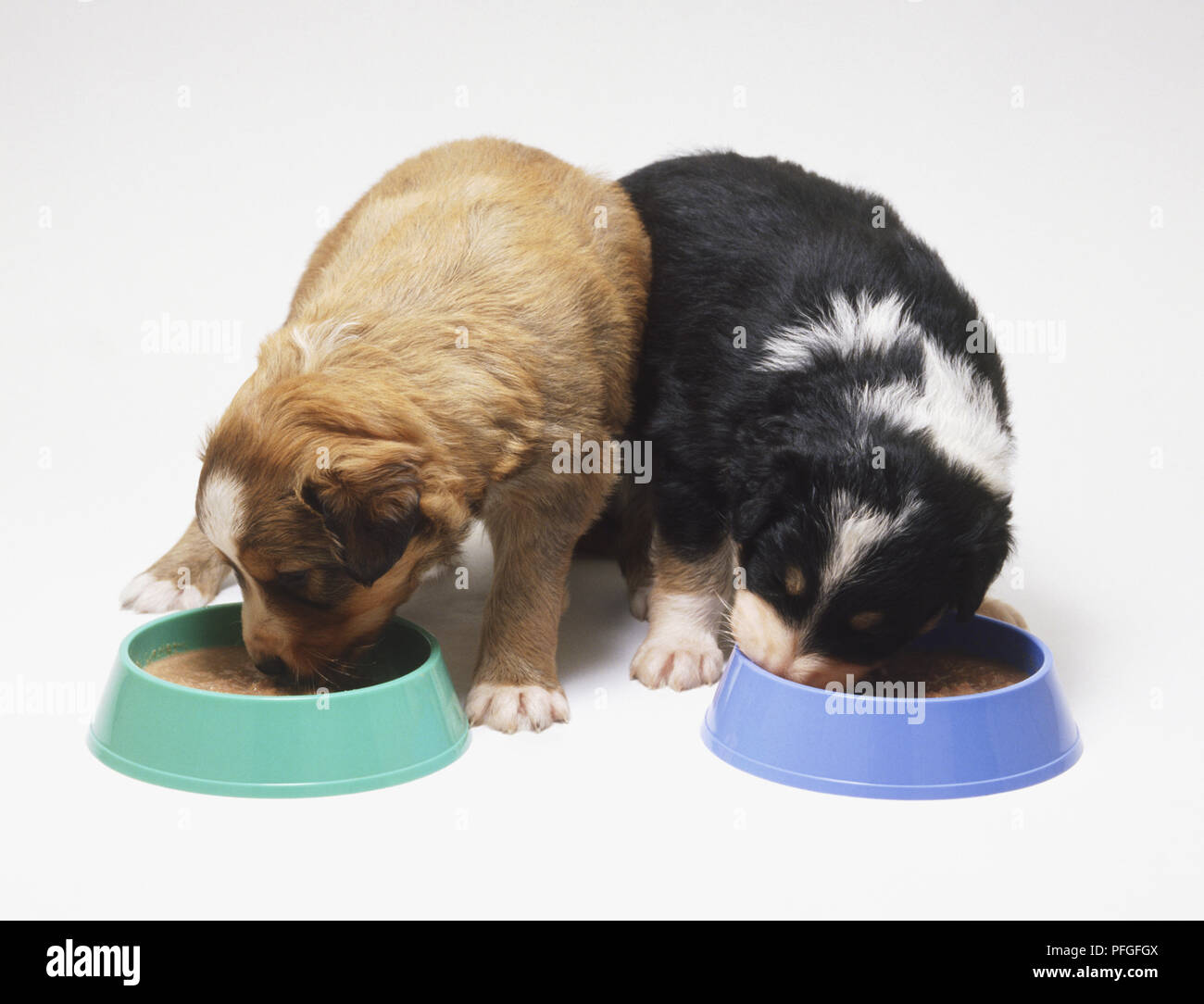 Two puppies (Canis familiaris) standing side by side and eating from ...