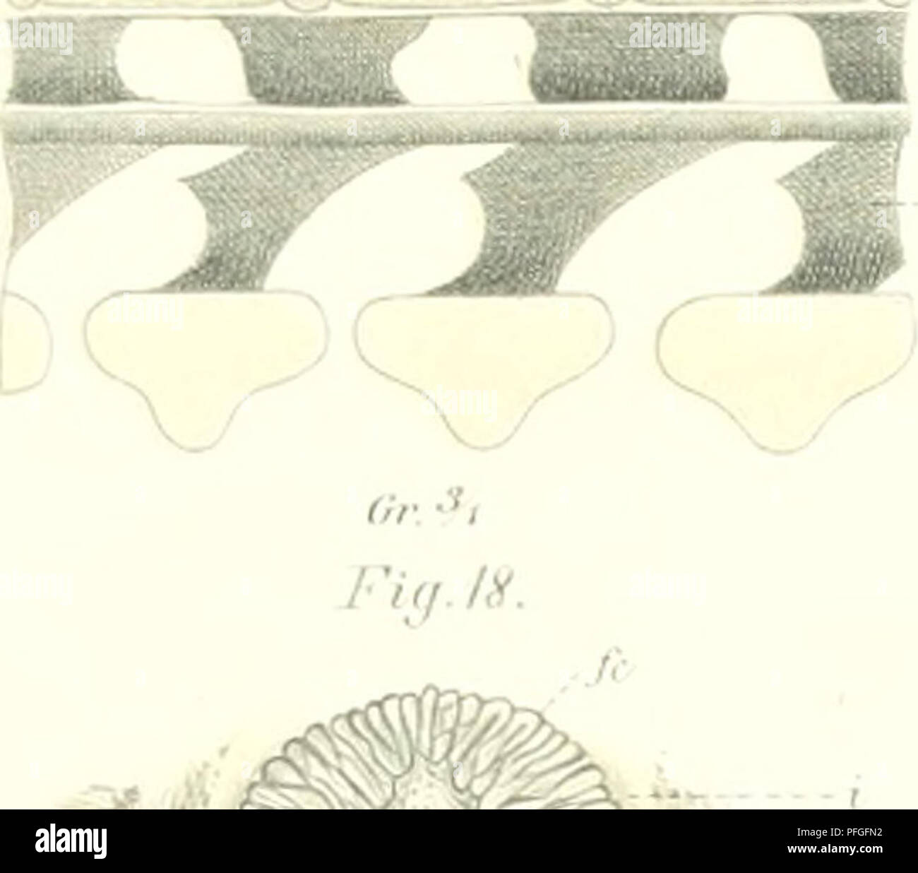 This morphological and paleontological study examines the natural ...