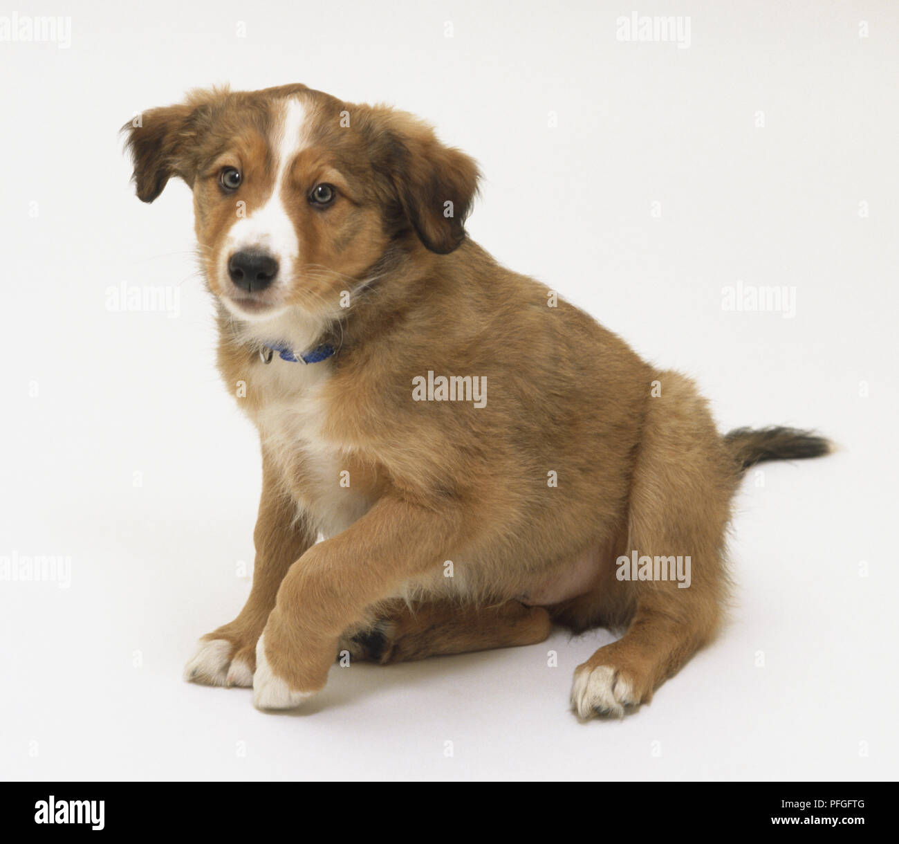 Front view cute mongrel puppy dog hi-res stock photography and images ...