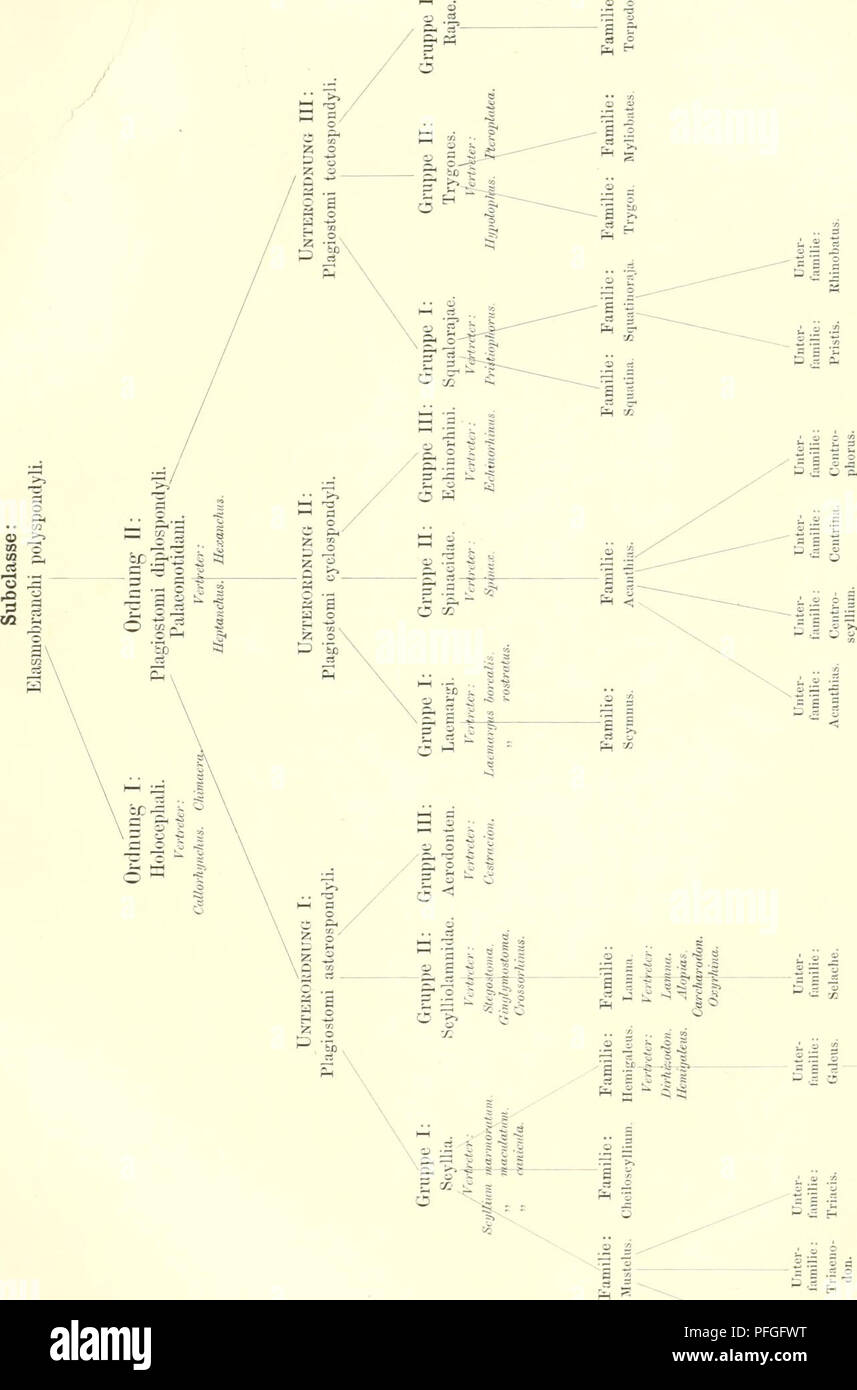 This morphological and paleontological study by Karl Hasse examines the ...