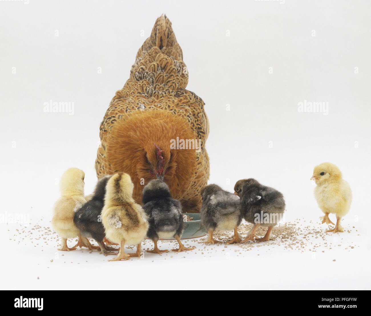 Mother hen and chicks hi-res stock photography and images - Alamy