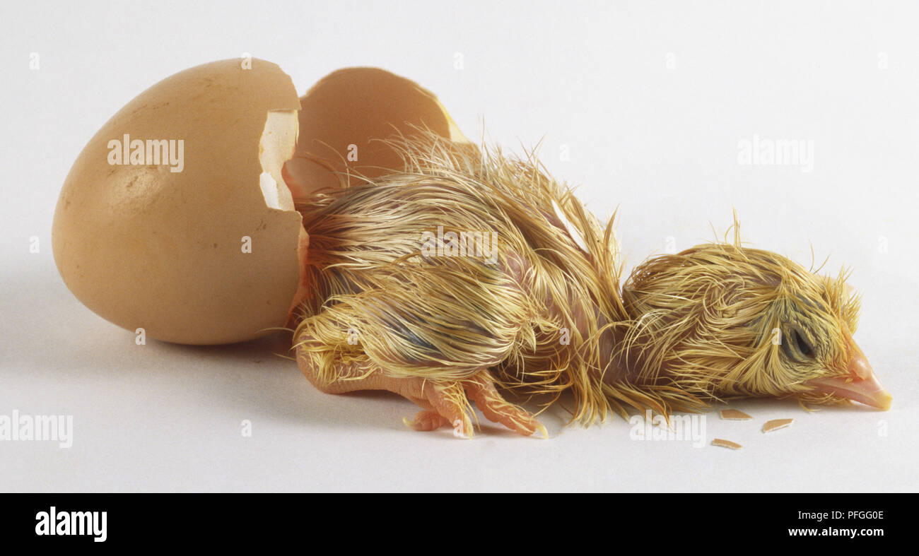 Chick and broken egg shell hi-res stock photography and images - Alamy