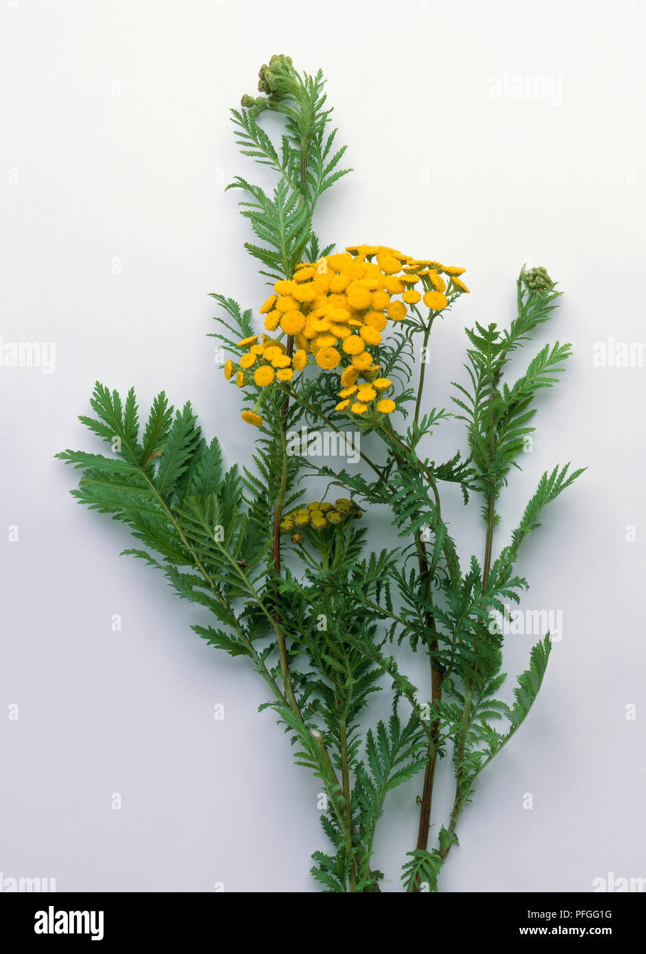 Tansy Leaves