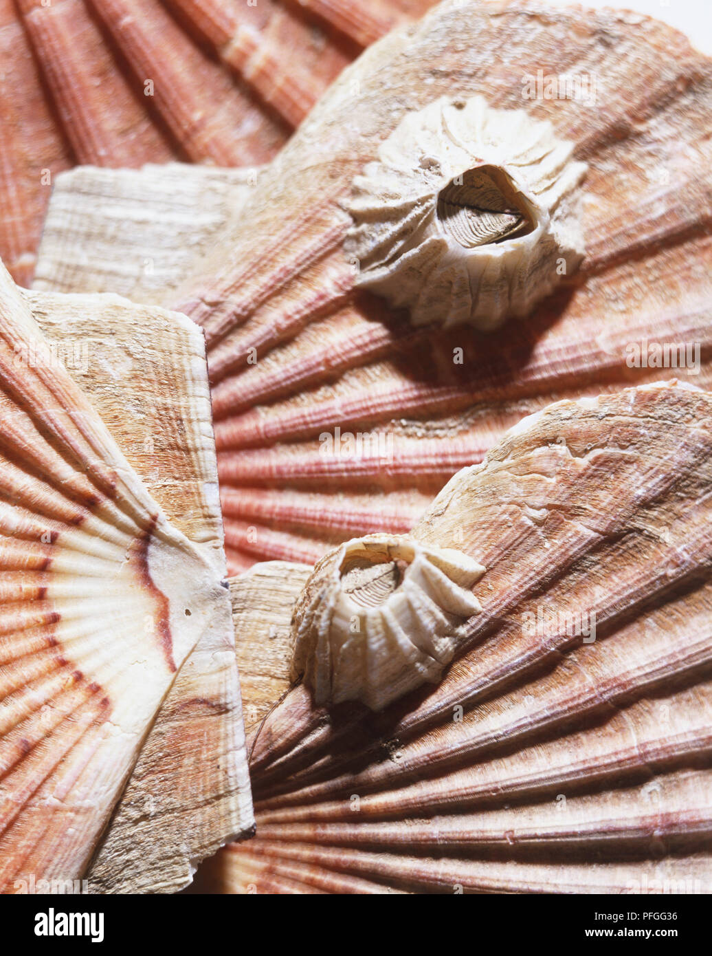 Light Brown Coloured Shells Stock Photo - Alamy